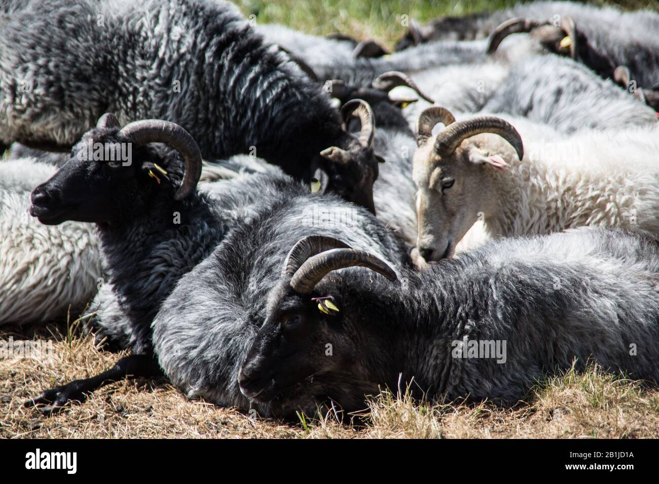Horned ruminants hi-res stock photography and images - Alamy