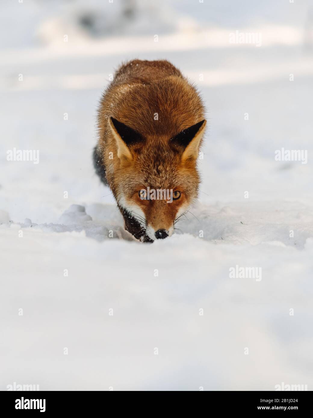 Cute Red Fox In Snow