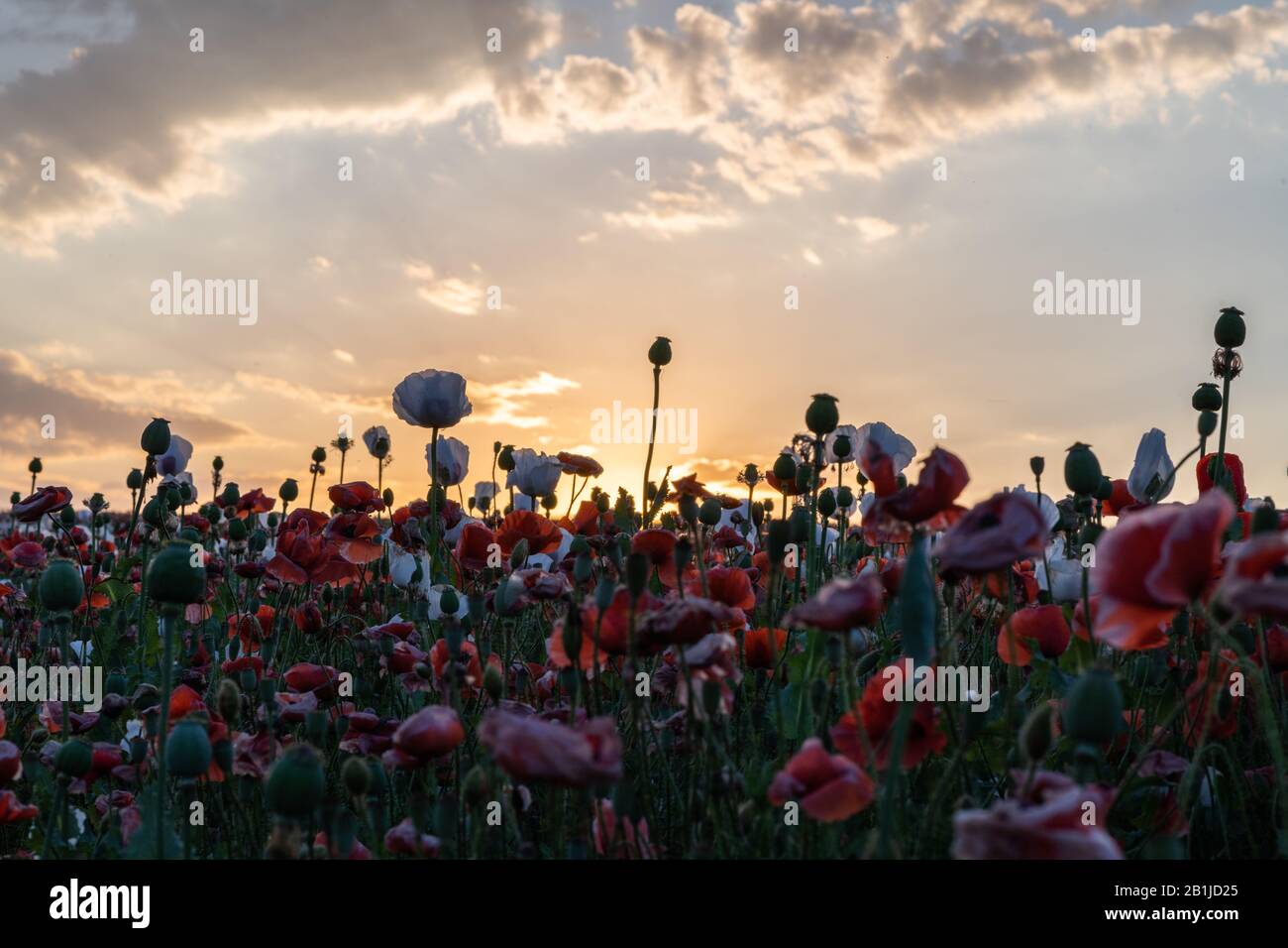 Beautiful red poppies sunset hi-res stock photography and images - Alamy