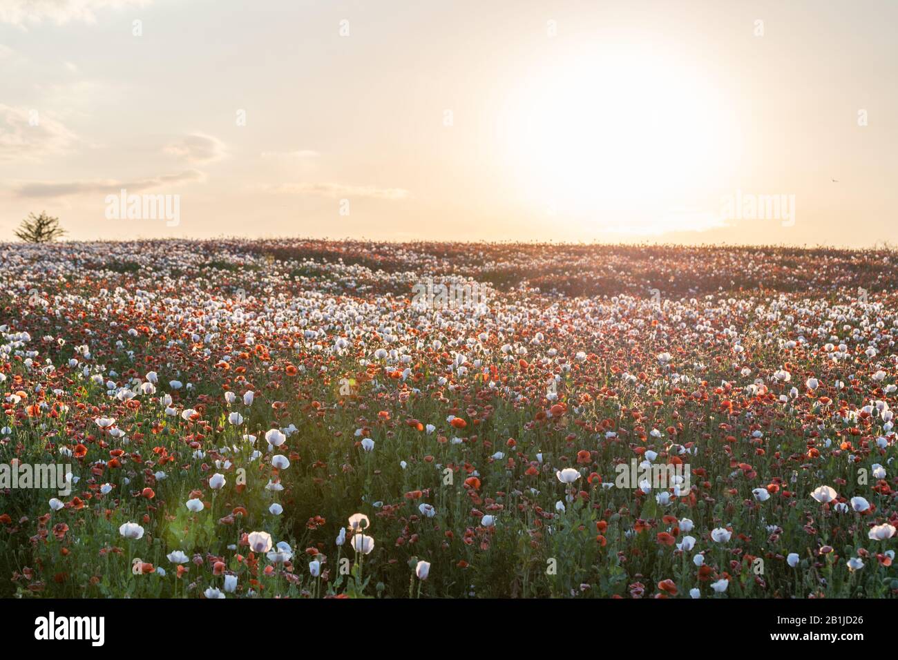 Beautiful poppy field at sunset. Colorful sky full of clouds. Wide shot ...