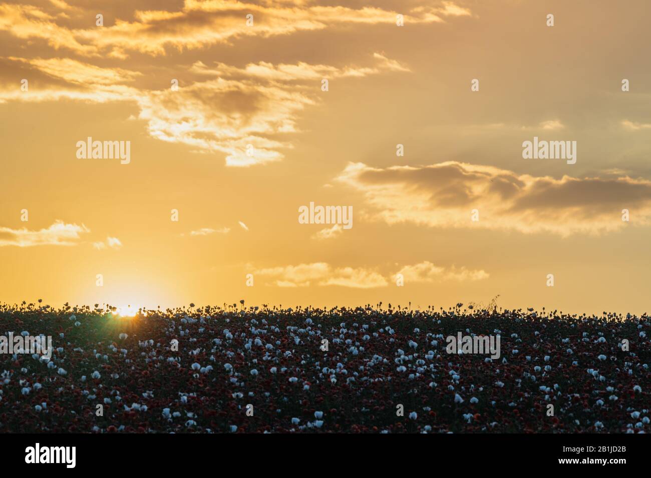Beautiful poppy field at sunset. Colorful sky full of clouds. Wide shot ...