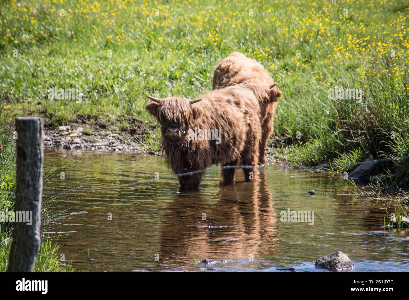 Highland cow by stream hi-res stock photography and images - Alamy