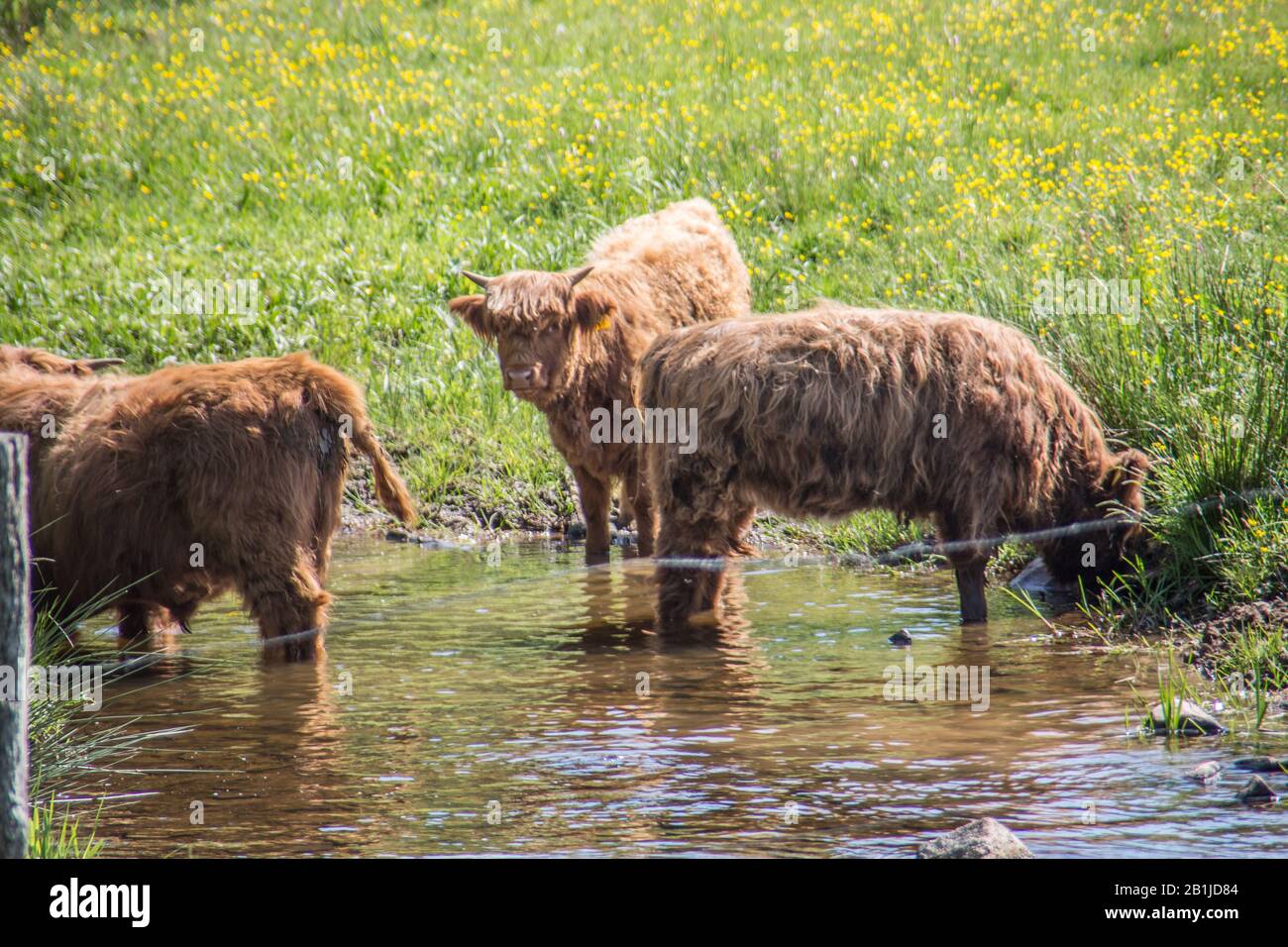 brown highland cattle in the stream Stock Photo - Alamy