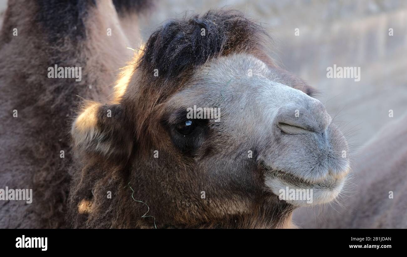 Camel in profile hi-res stock photography and images - Alamy