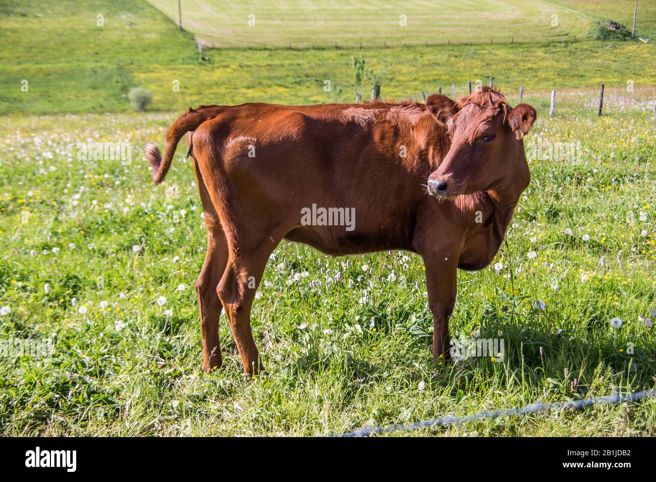 Angler Cattle High Resolution Stock Photography and Images - Alamy