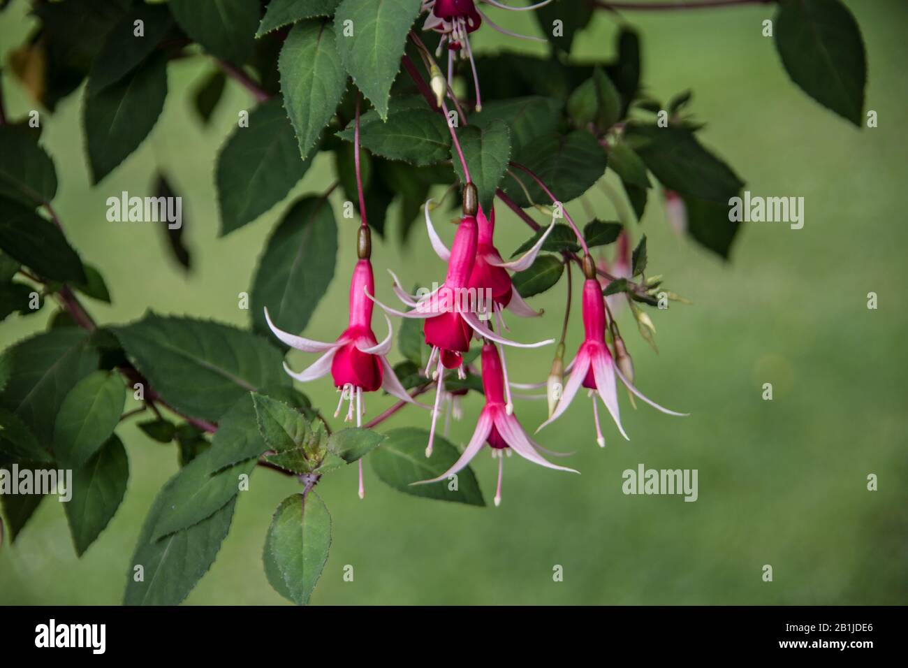 Fuchsia like flowers hi-res stock photography and images - Alamy