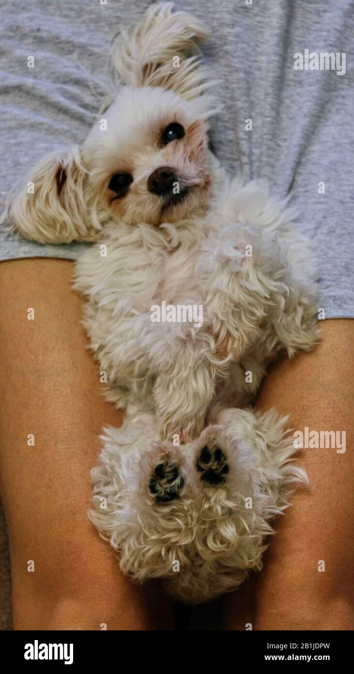 A white dog maltese lies on his back at the girl’s legs Stock Photo - Alamy