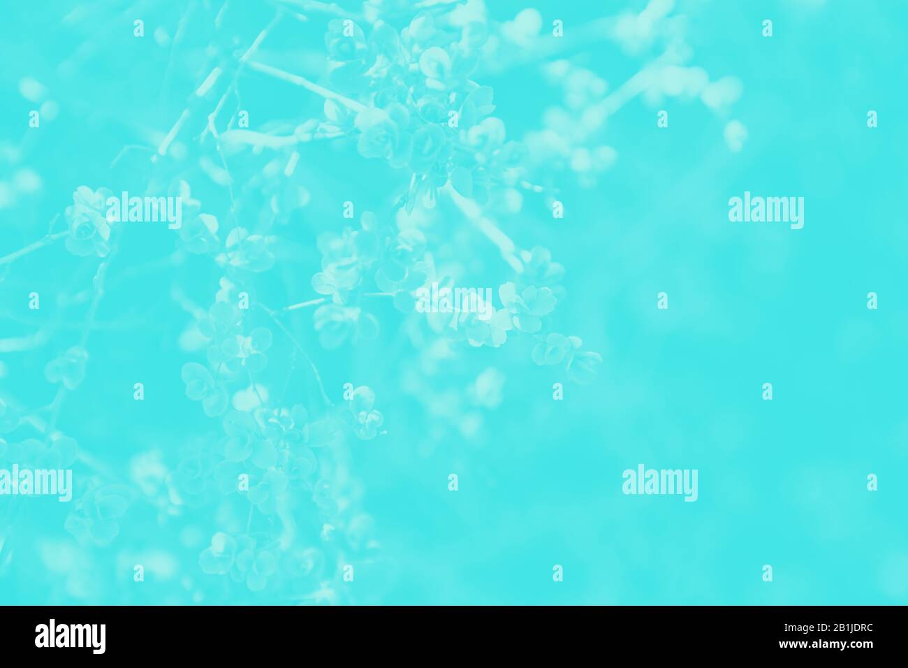 Mint aquamarine color gradient background, spring branch with first ...