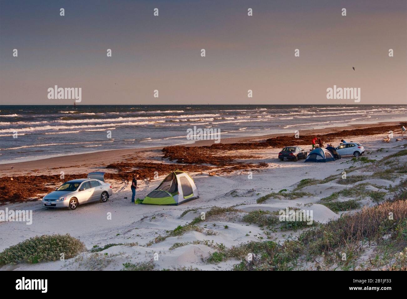 Camping on beach, covered with seaweeds, Gulf of Mexico, Mustang Island ...
