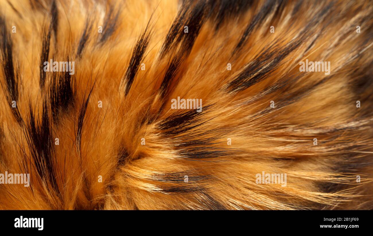 Fur Texture of Raccoon Close Up. Natural Fur Photography. Shallow ...