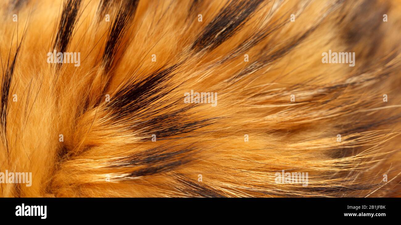 Fur Texture of Raccoon Close Up. Natural Fur Photography. Shallow ...