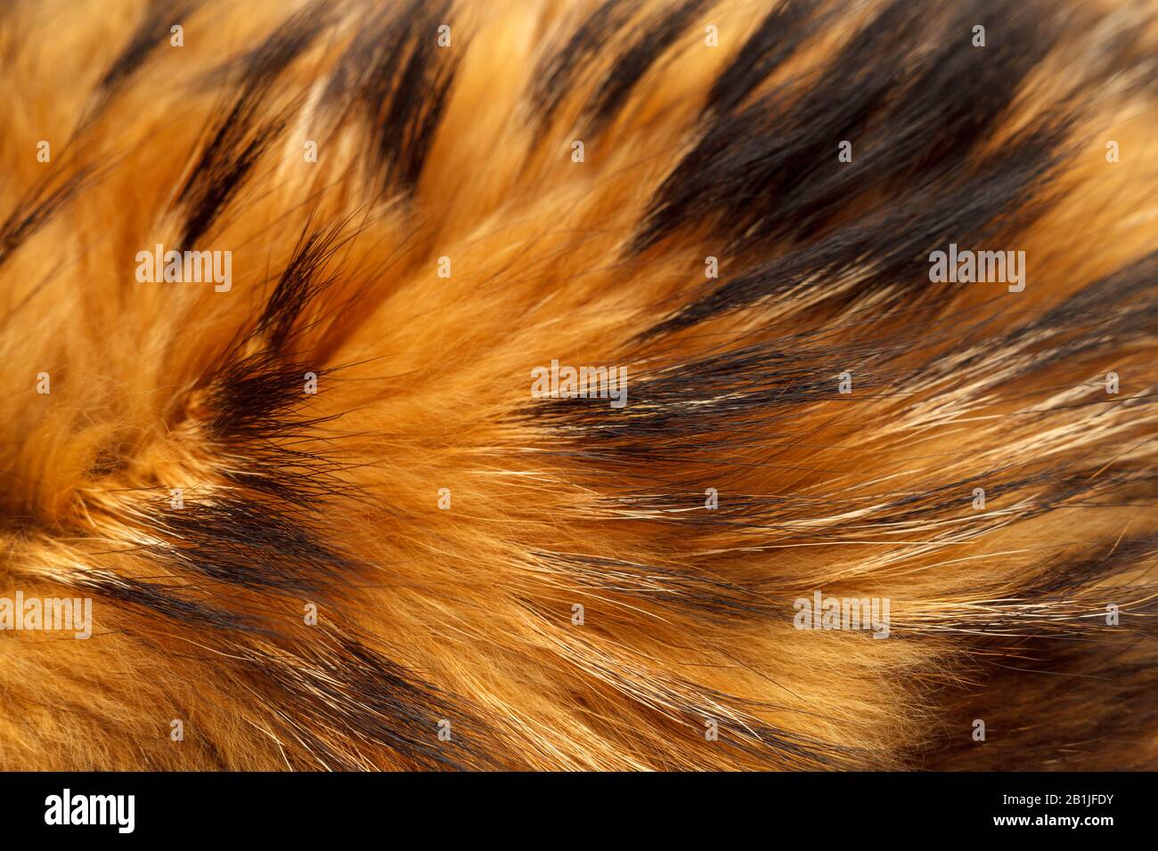 Fur Texture of Raccoon Close Up. Natural Fur Photography. Shallow focus ...