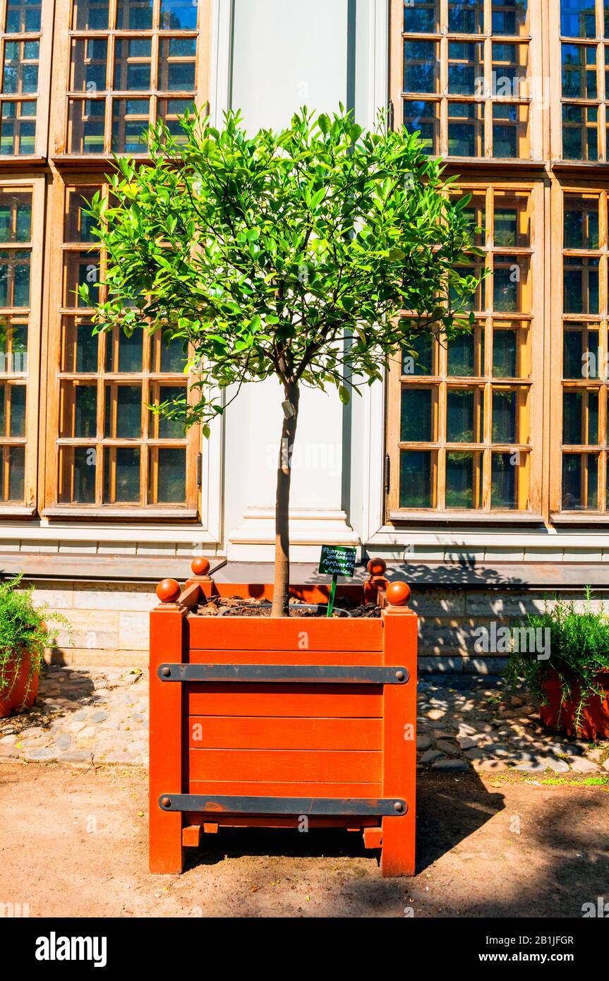 St Petersburg, Russia - June 6, 2019. Kumquat fruit tree in Summer ...