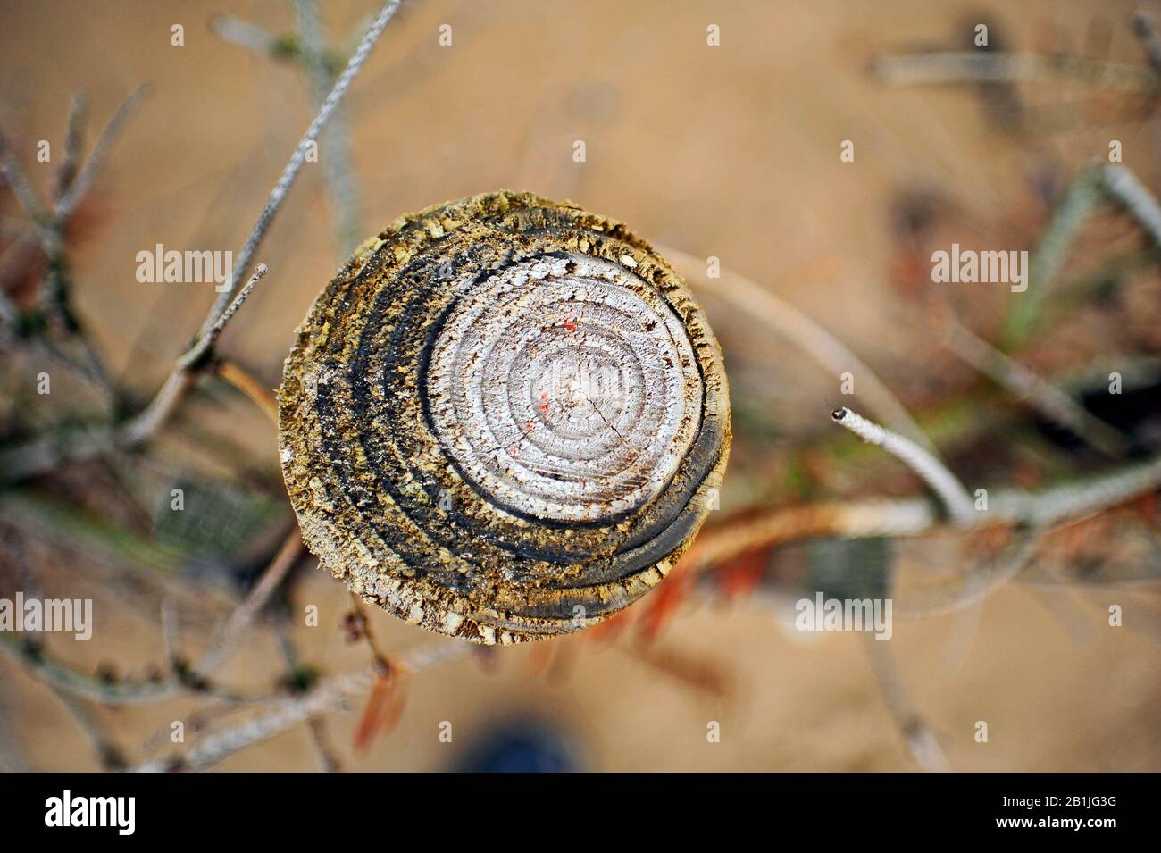 The rings in a tree trunk from above Stock Photo - Alamy
