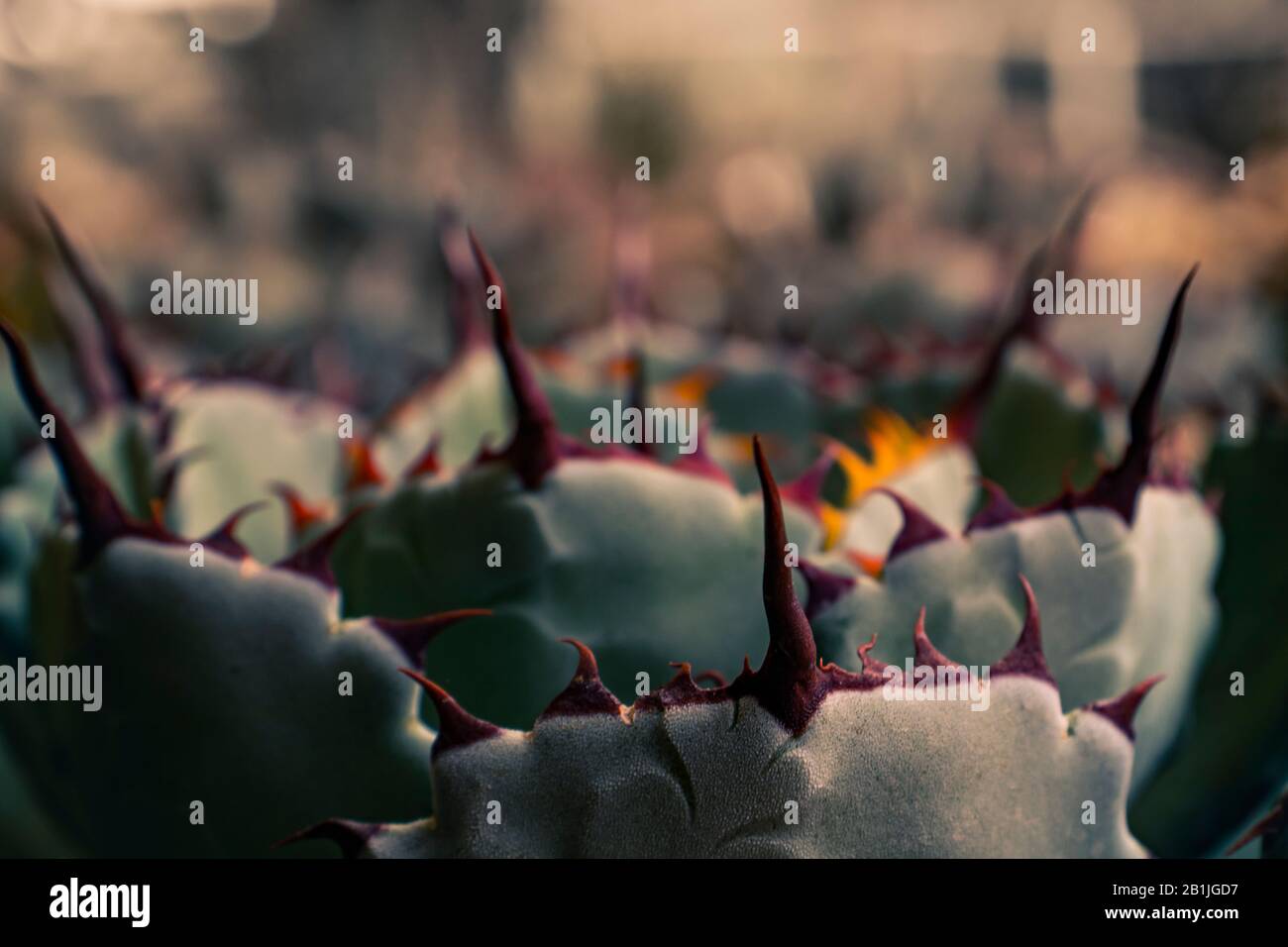 Agave thorns hi-res stock photography and images - Alamy