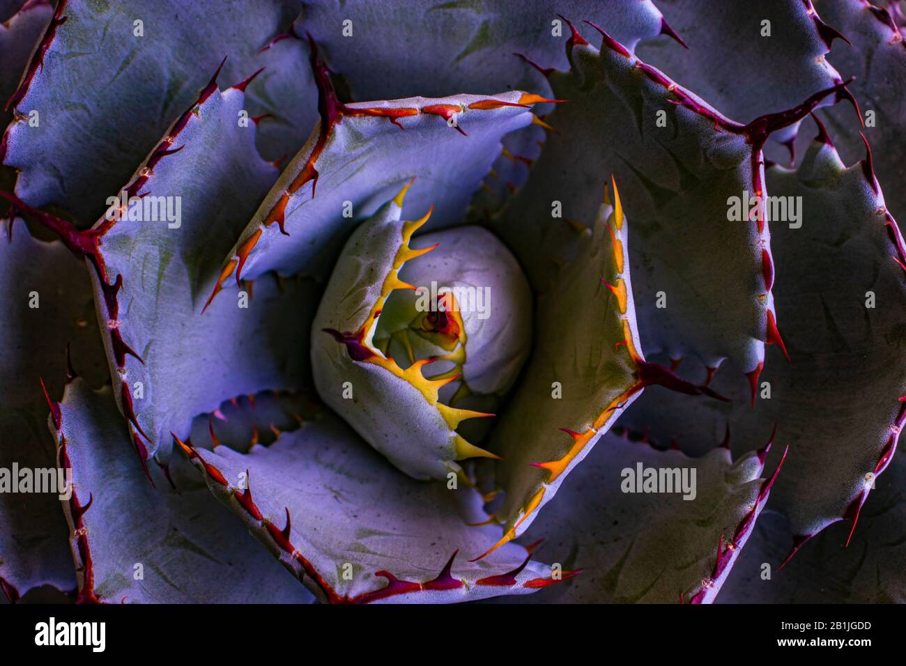 Agave thorns hi-res stock photography and images - Alamy
