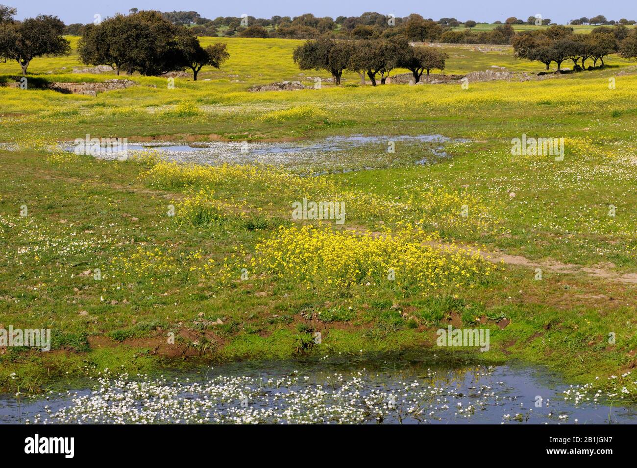 Dehesa system hi-res stock photography and images - Alamy