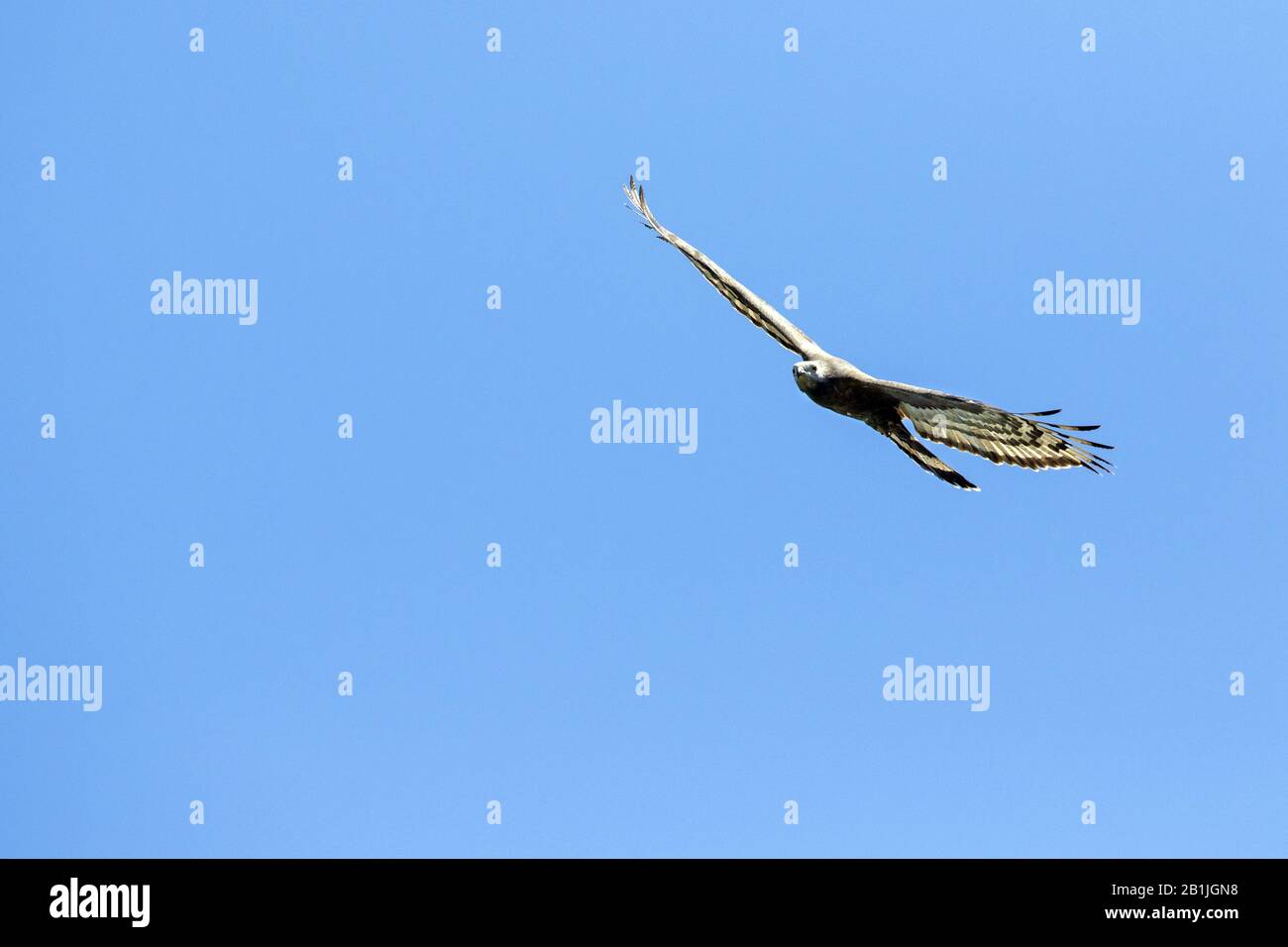 Oriental honey buzzard (Pernis ptilorhynchus), male in flight, Russia ...