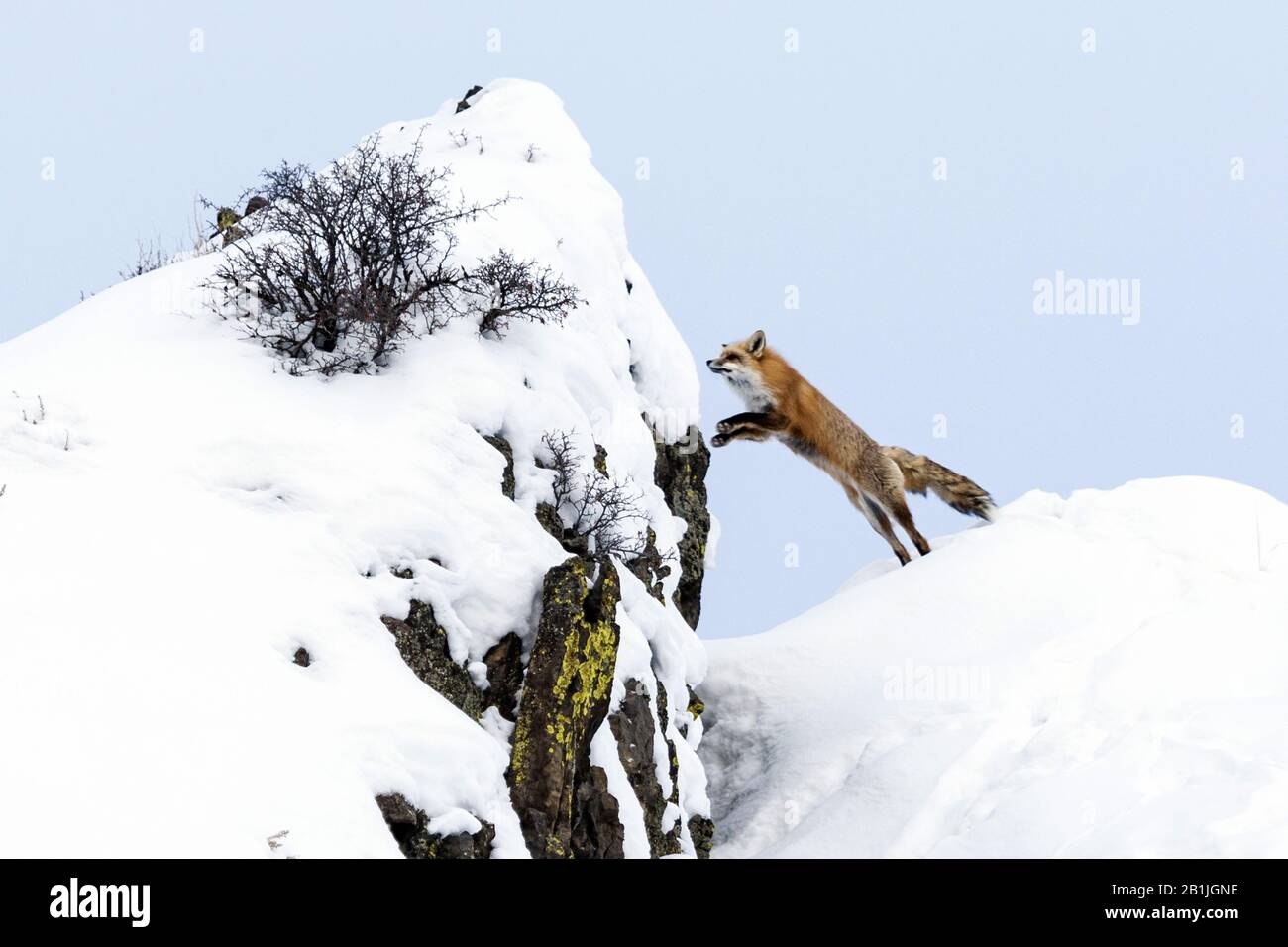 Red fox jump snow hi-res stock photography and images - Alamy