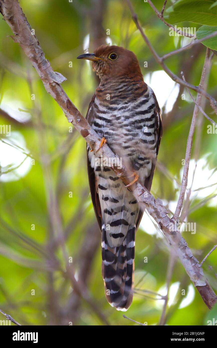 small cuckoo (Cuculus poliocephalus), female, Oman Stock Photo - Alamy