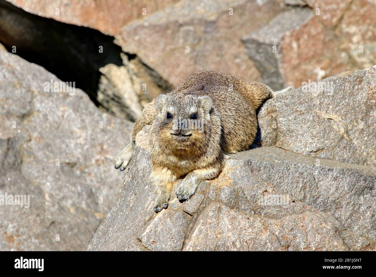 common rock hyrax, rock dassie (Procavia capensis), lying on a rock ...