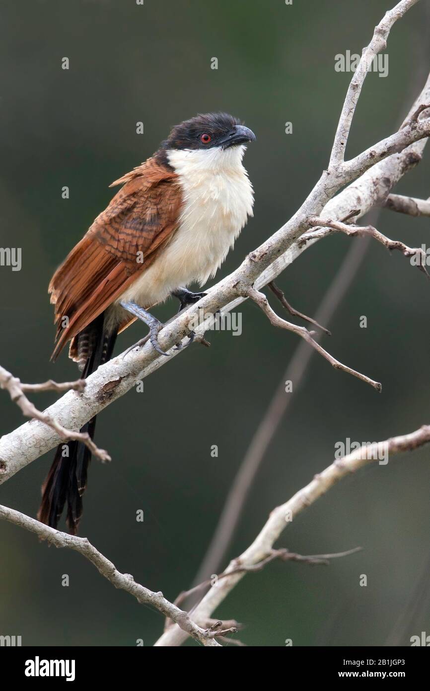 Centropus senegalensis hi-res stock photography and images - Alamy