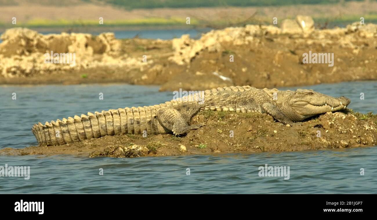 Sleeping crocodile hi-res stock photography and images - Alamy