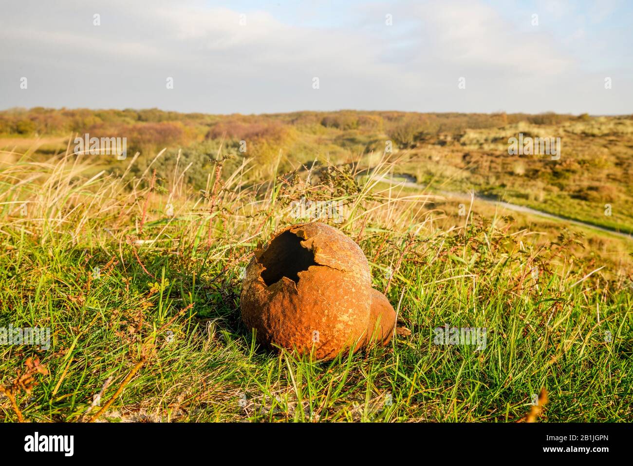 Mosaic puffball, Carved Puffball (Calvatia utriformis, Calvatia caelata ...