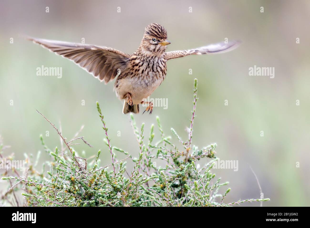 lesser short-toed lark (Calandrella rufescens, Alaudala rufescens ...