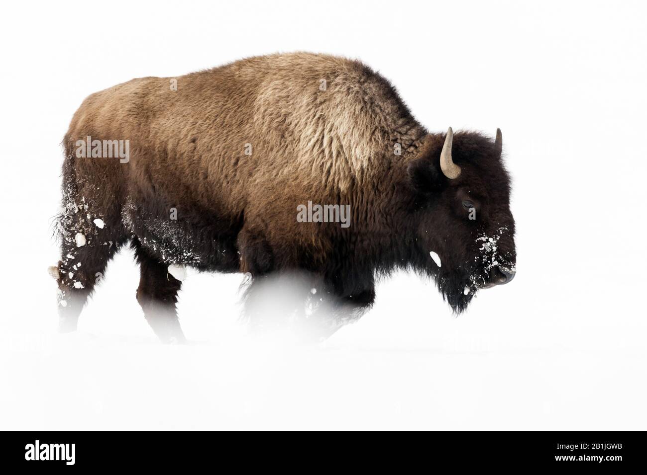 American bison, buffalo (Bison bison), walking in the snow, side view ...