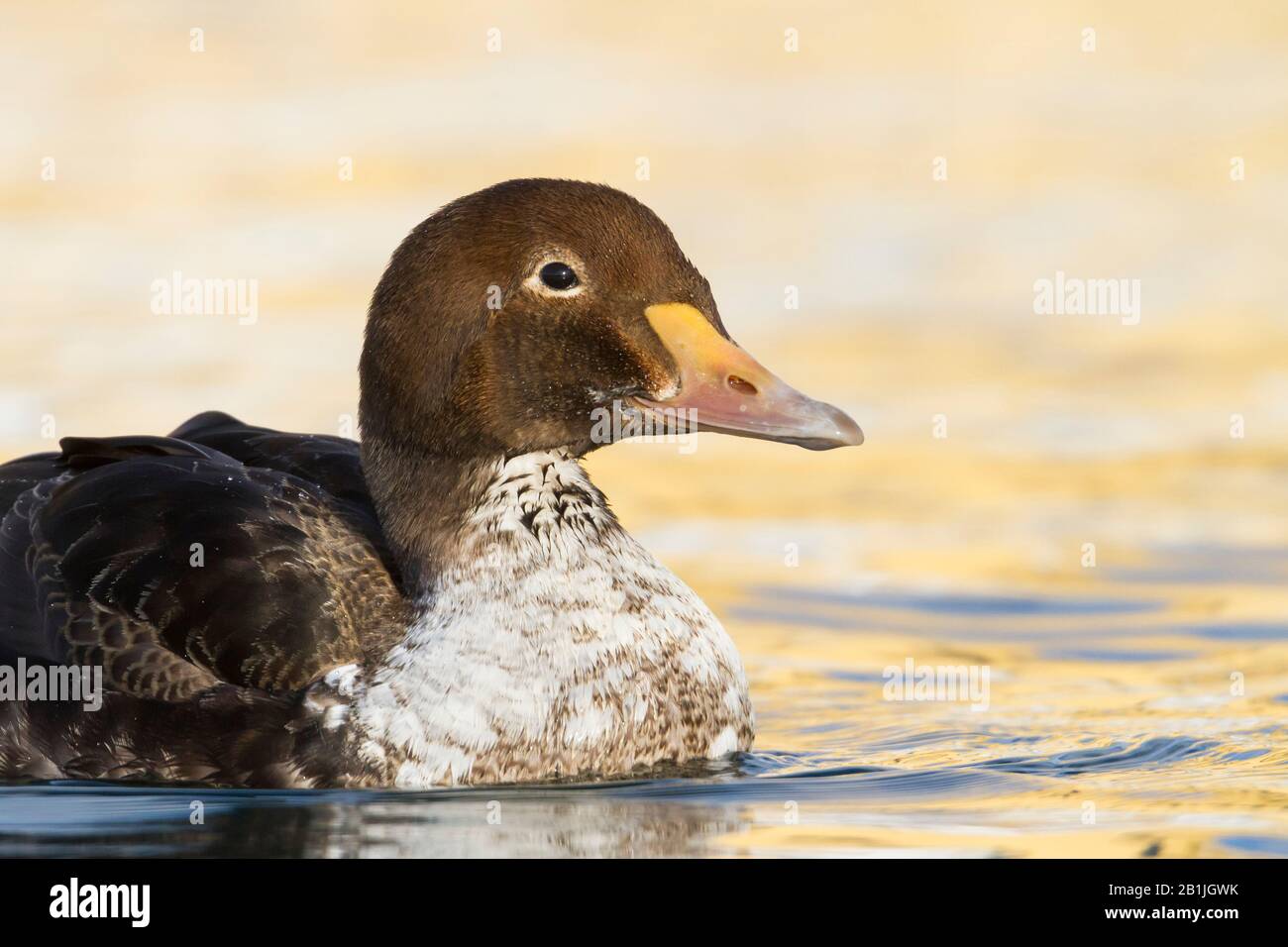 Ducks in eclipse plumage hi-res stock photography and images - Alamy