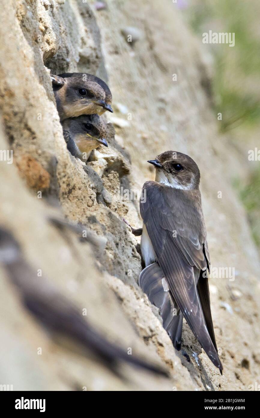 Sand martin riparia riparia adult hi-res stock photography and images ...