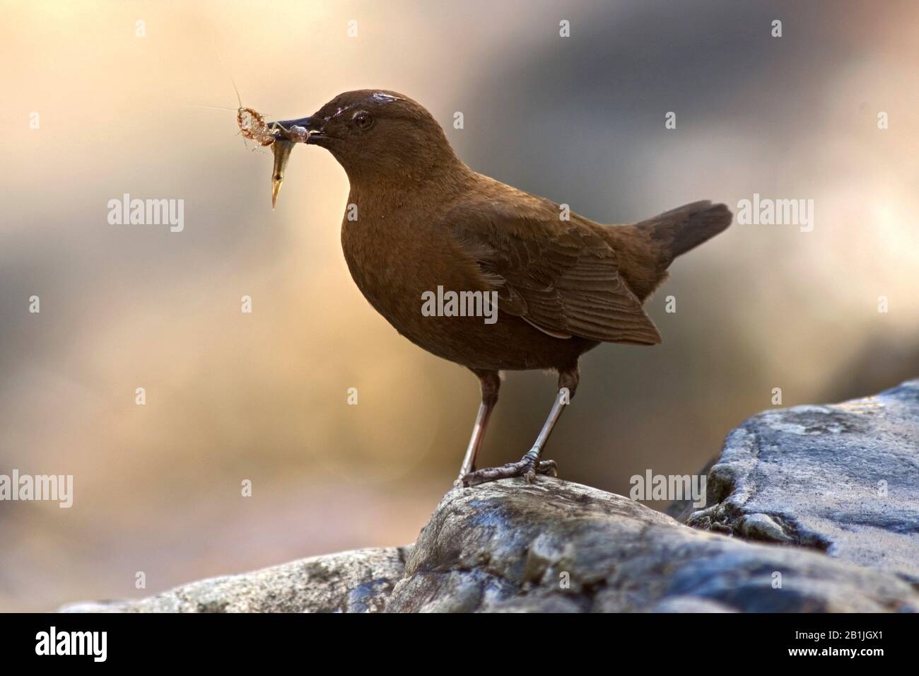 brown dipper (Cinclus pallasii), with prey in the beak, India, Sat Tal ...