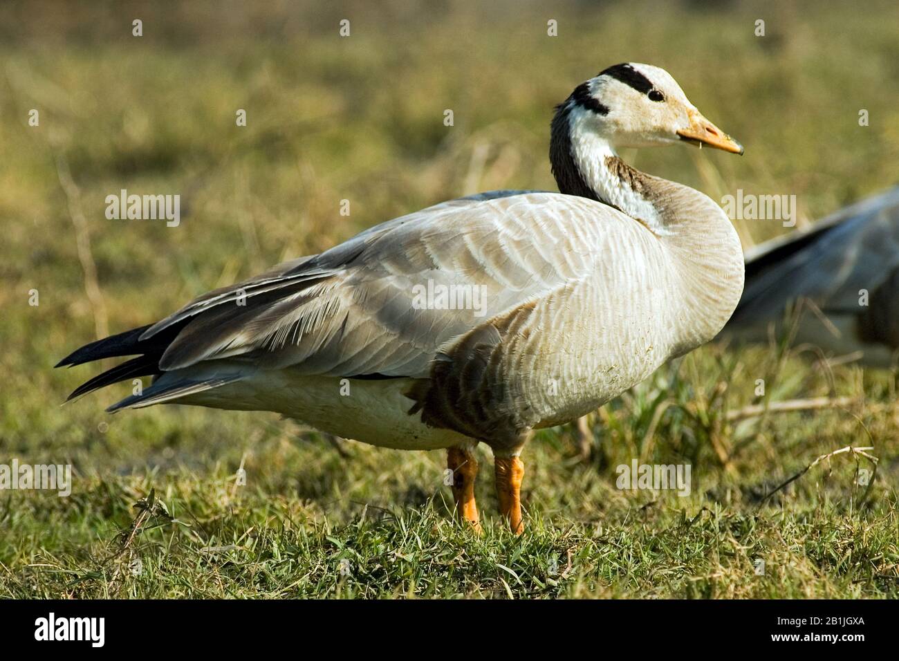 bar-headed goose (Anser indicus), lateral view, India, Bharatpur Stock ...