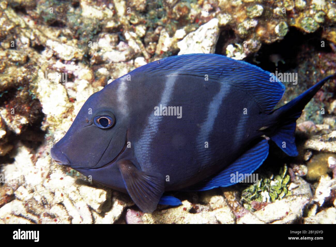 blue hippo tang, regal tang, blue surgeon, palette surgeonfisch ...