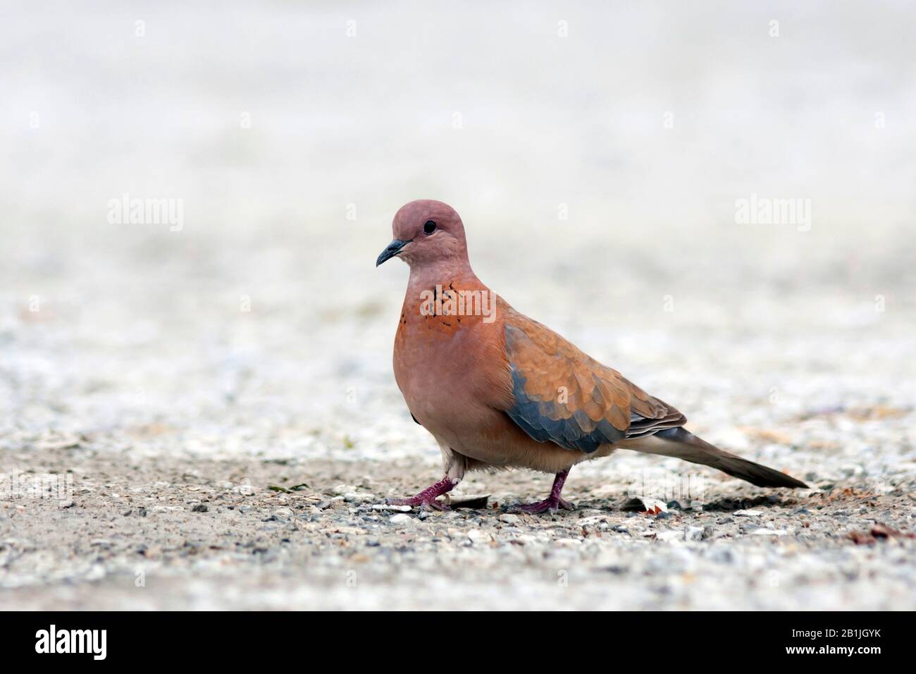 Iranian laughing dove (Streptopelia senegalensis), male on the ground ...