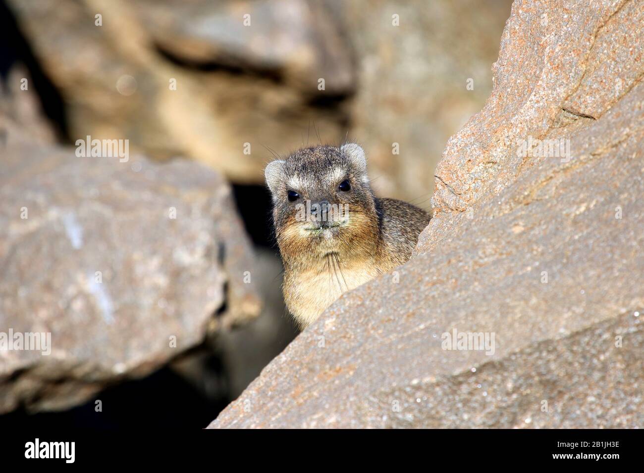 common rock hyrax, rock dassie (Procavia capensis), peering behind a ...
