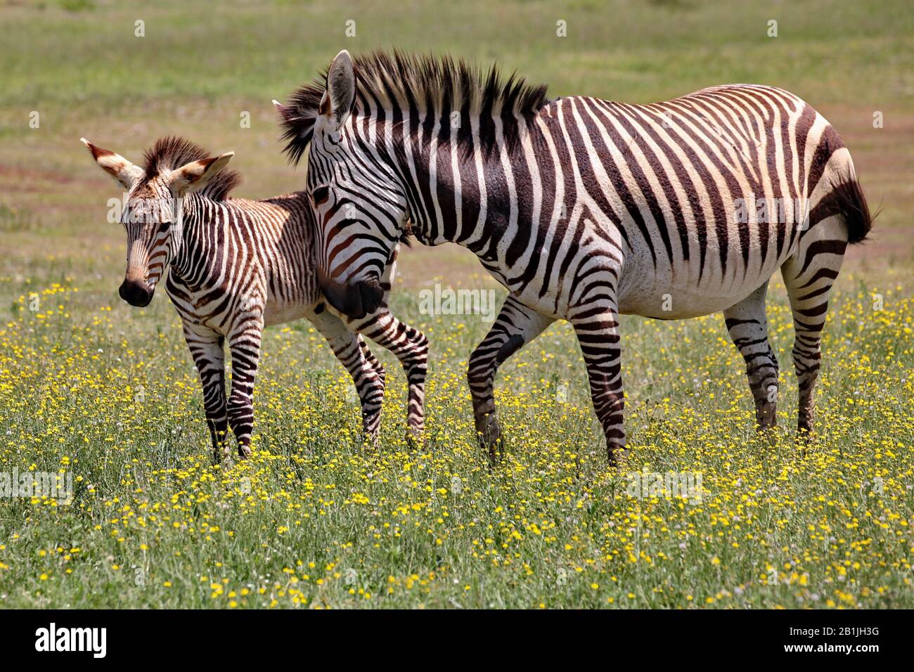 Hartmann's Mountain Zebra, Mountain Zebra (Equus zebra hartmannae), zebra mare with zebra foal ...
