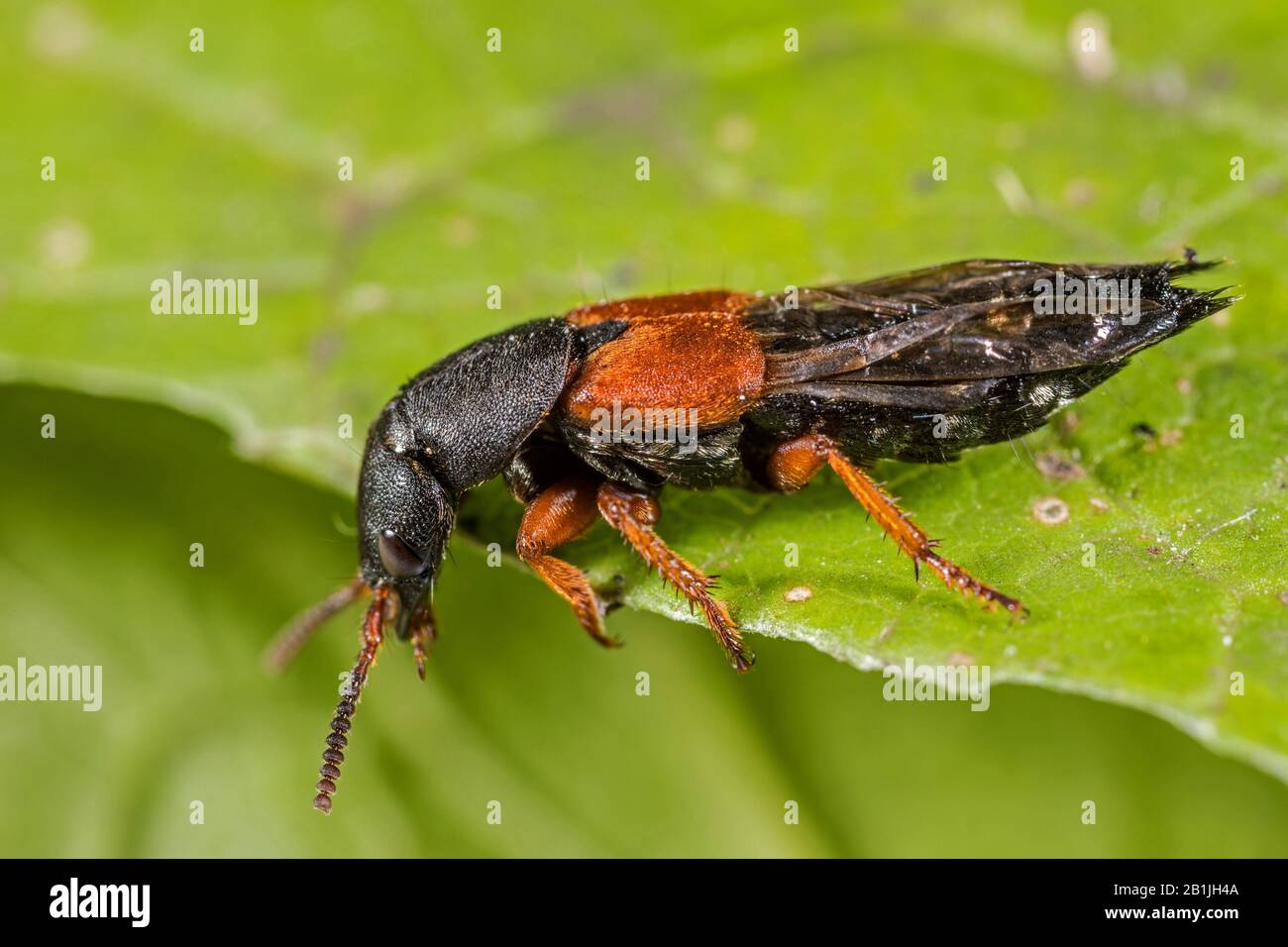 rove beetle (Platydracus stercorarius), sitting on a leaf, side view ...