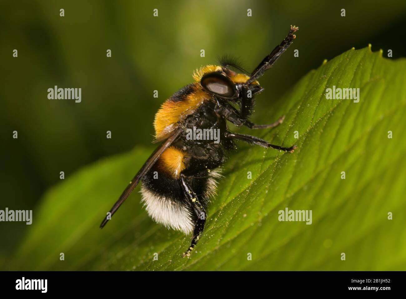 Bumblebee mimic hoverfly (Volucella bombylans), sitting on a leaf, side ...