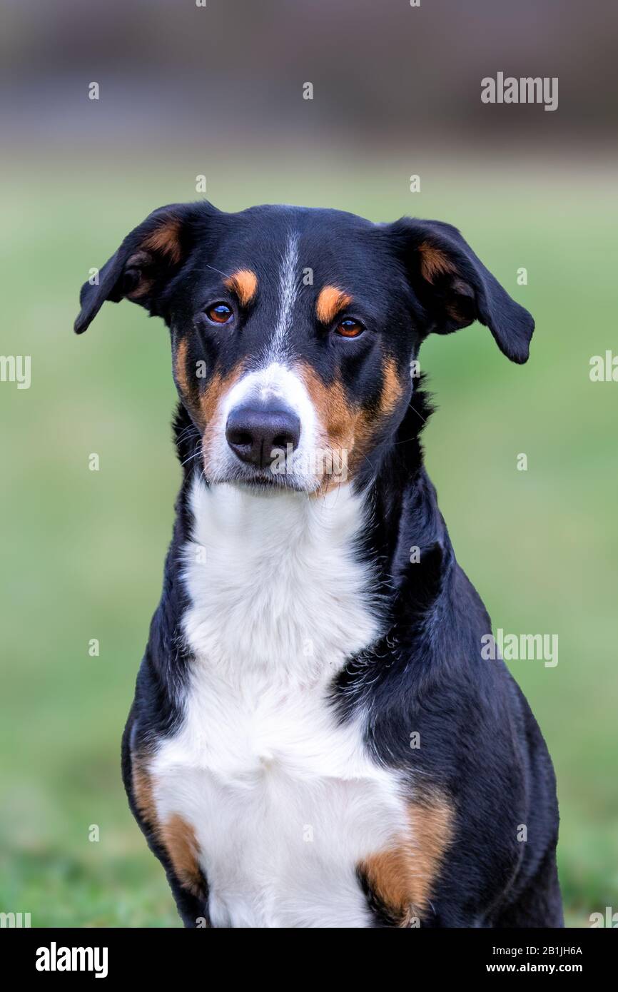 An adorable dog sitting outdoor in the park. Appenzeller Sennenhund ...