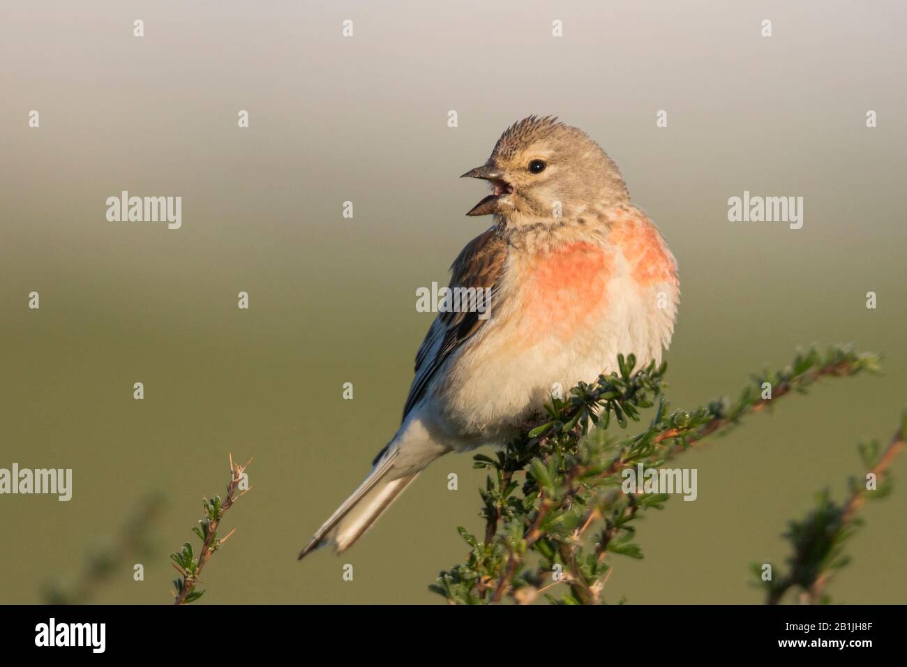 Linnets singing hi-res stock photography and images - Alamy