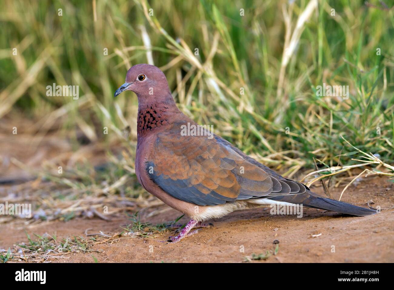 Iranian laughing dove (Streptopelia senegalensis), on the ground ...