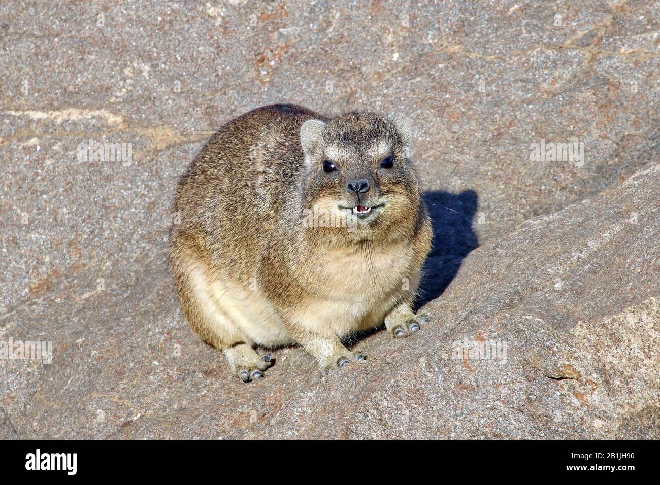 Common rock hyrax hi-res stock photography and images - Alamy