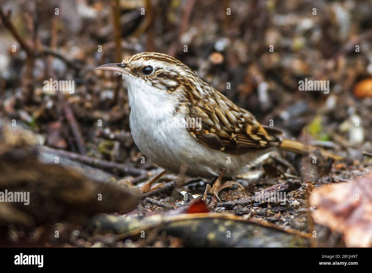 common treecreeper (Certhia familiaris), on the ground, Germany, Baden ...