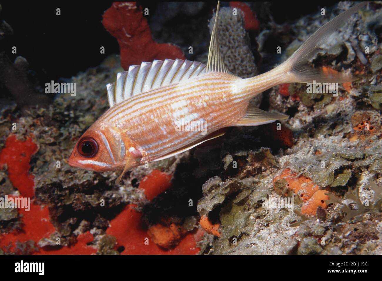longspine squirrelfish (Holocentrus rufus), lateral view, Netherlands ...