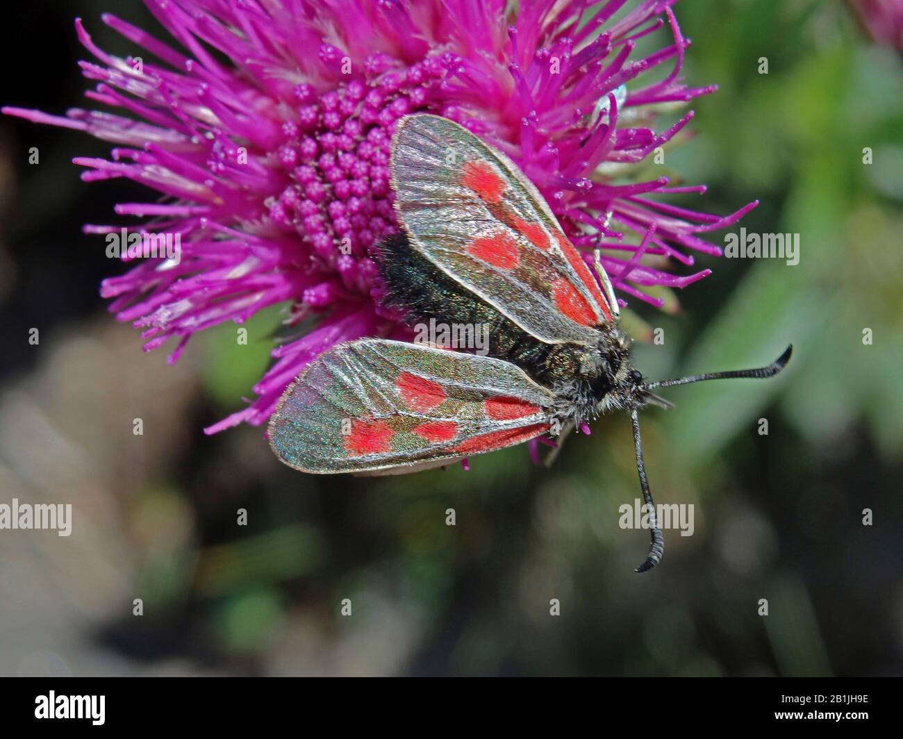 Lilic flowers hi-res stock photography and images - Alamy