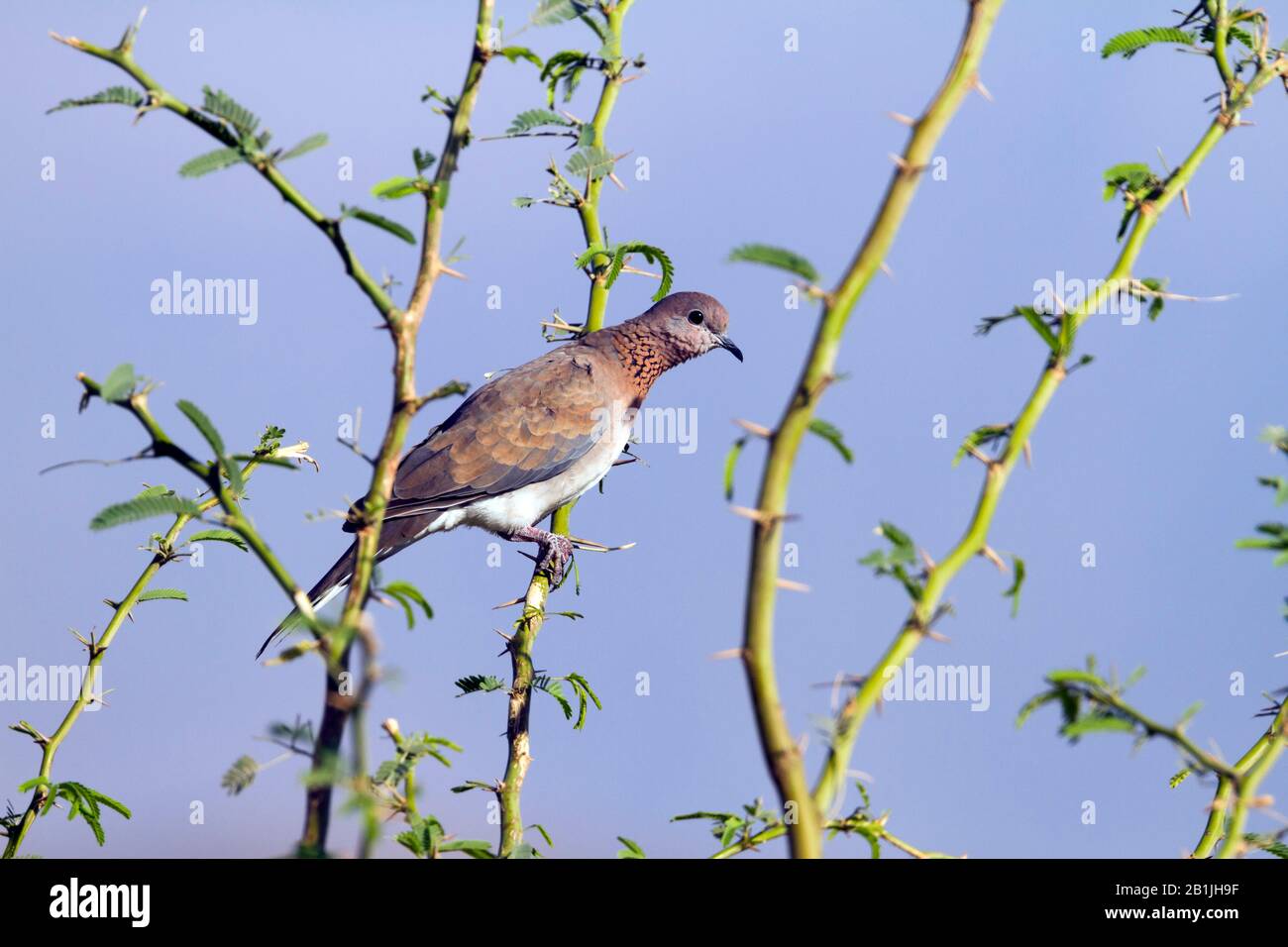 Iranian laughing dove (Streptopelia senegalensis), on a tree, Turkey ...