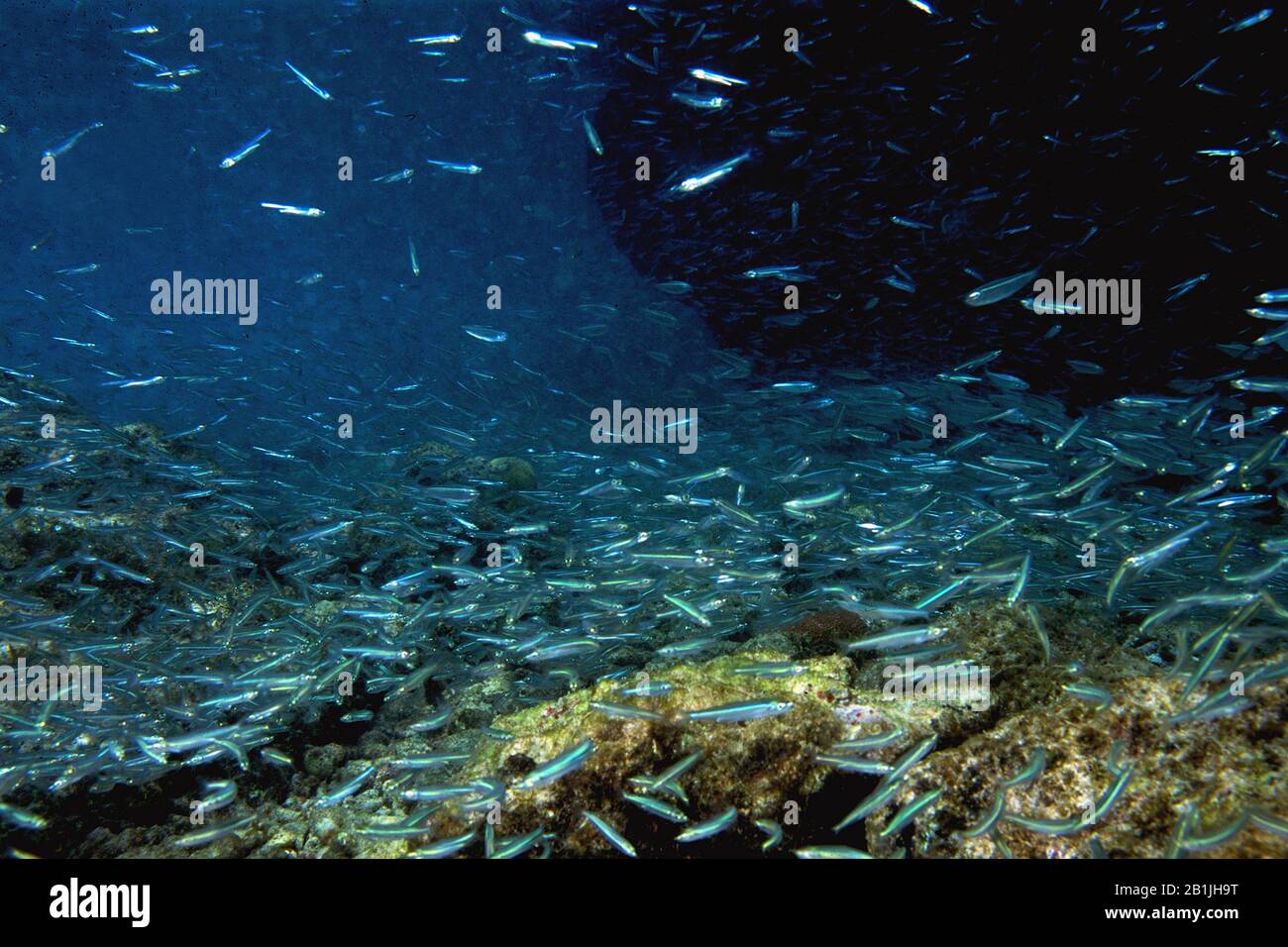 Decapterus macarellus hi-res stock photography and images - Alamy