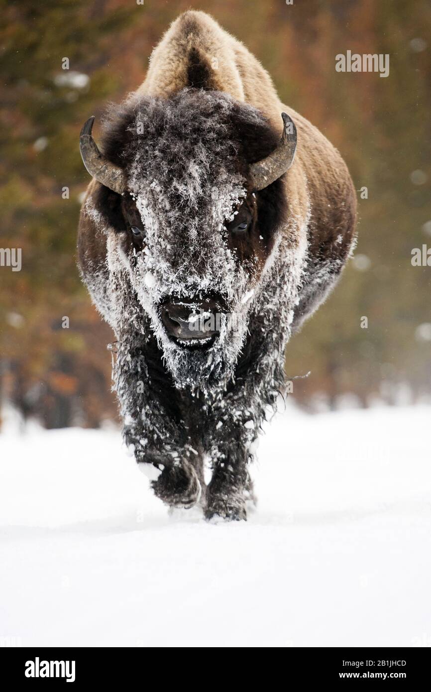 Bison snow hi-res stock photography and images - Alamy